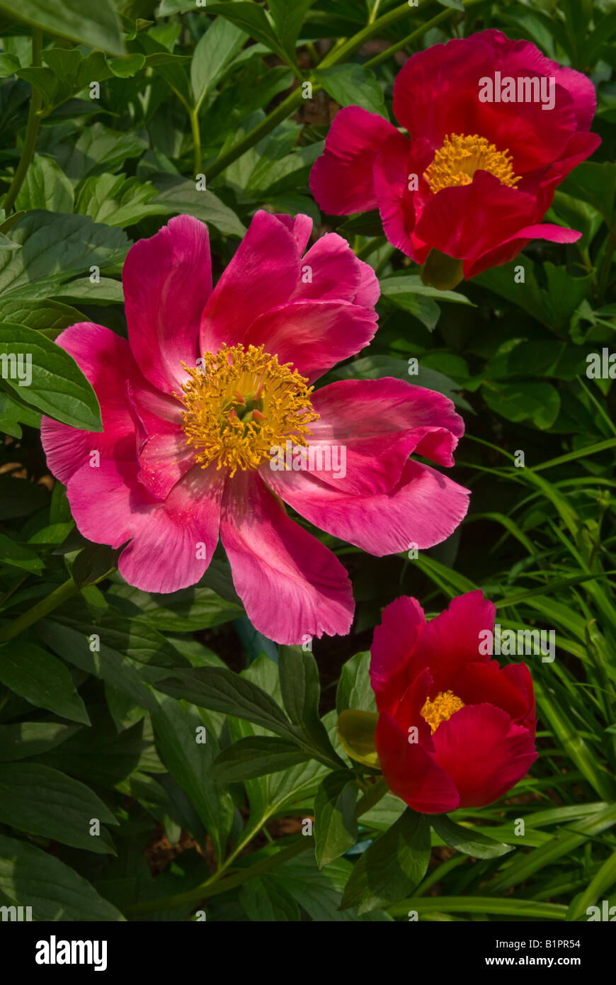 Paeonia lactiflora 'Scarlet O'Hara', peony in garden Stock Photo - Alamy