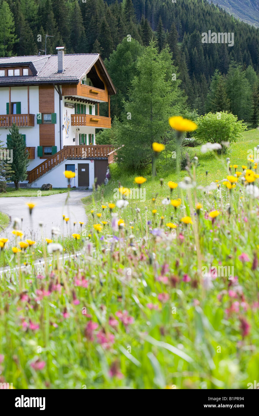 Wild Flowers growing in the Dolomite mountains of Italy Many Alpine ...