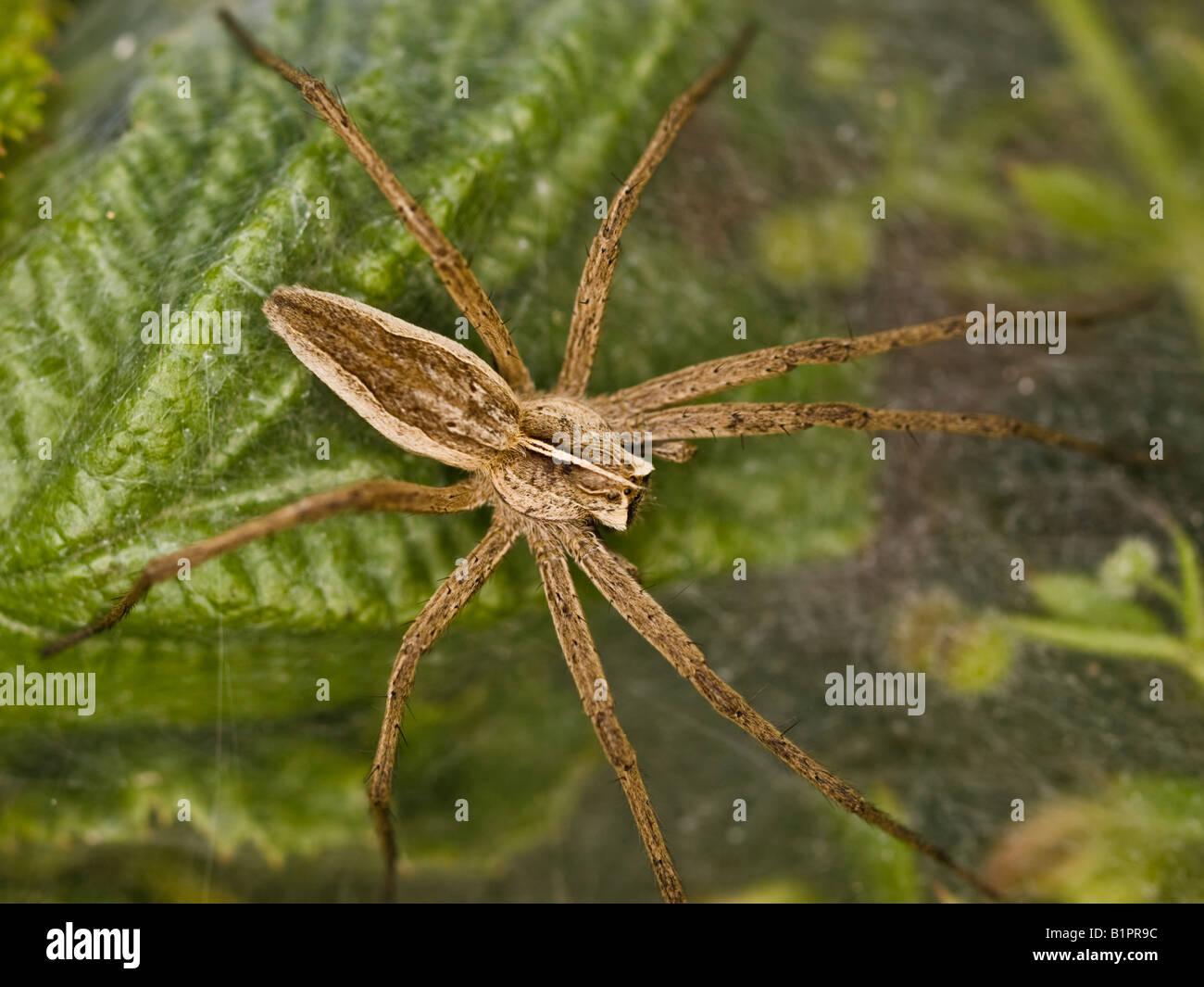 Nursery web spider Pisaura mirabilis (Pisauridae Stock Photo - Alamy