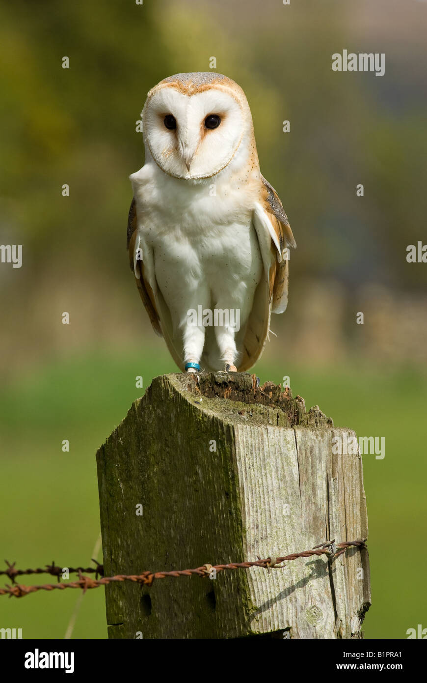 Fence post owl hi-res stock photography and images - Alamy
