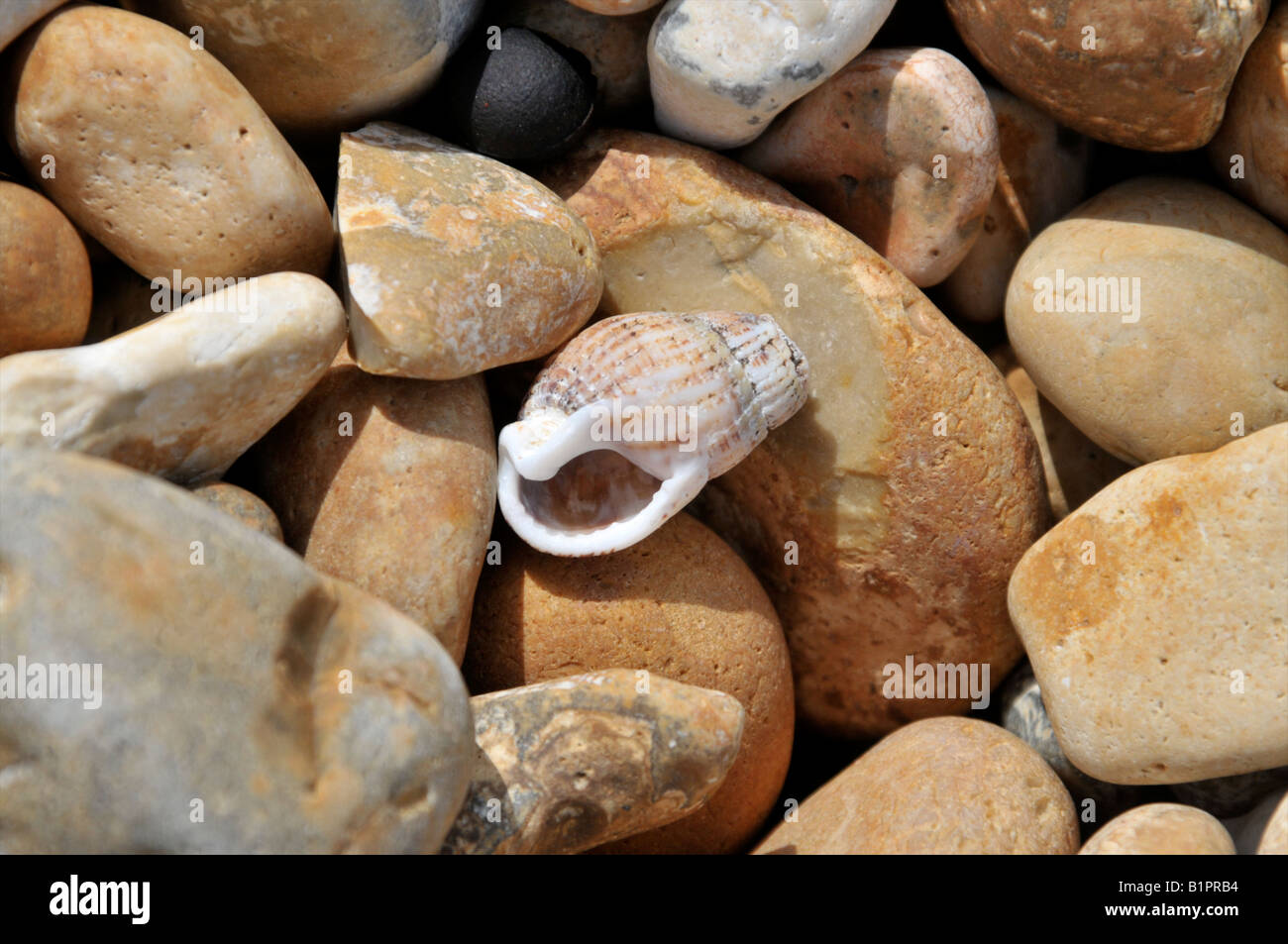 Beach pebbles with shell Stock Photo - Alamy