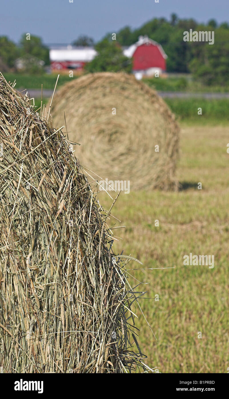 First Cutting Hay and Red Barn: Large round bail of freshly cut hay ...
