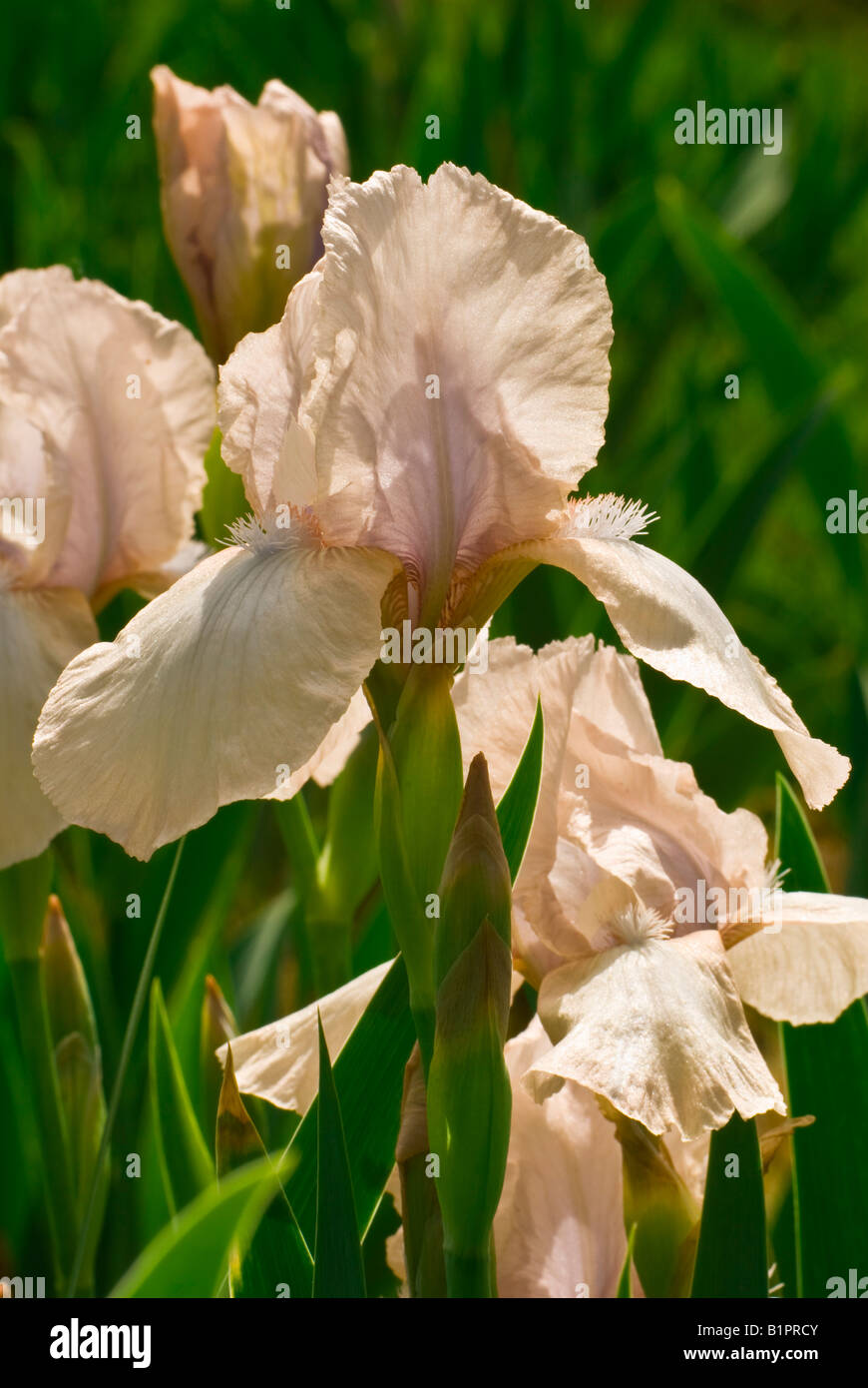 Iris x germanica 'Precious Little Pink" repeat blooming iris, pink ...