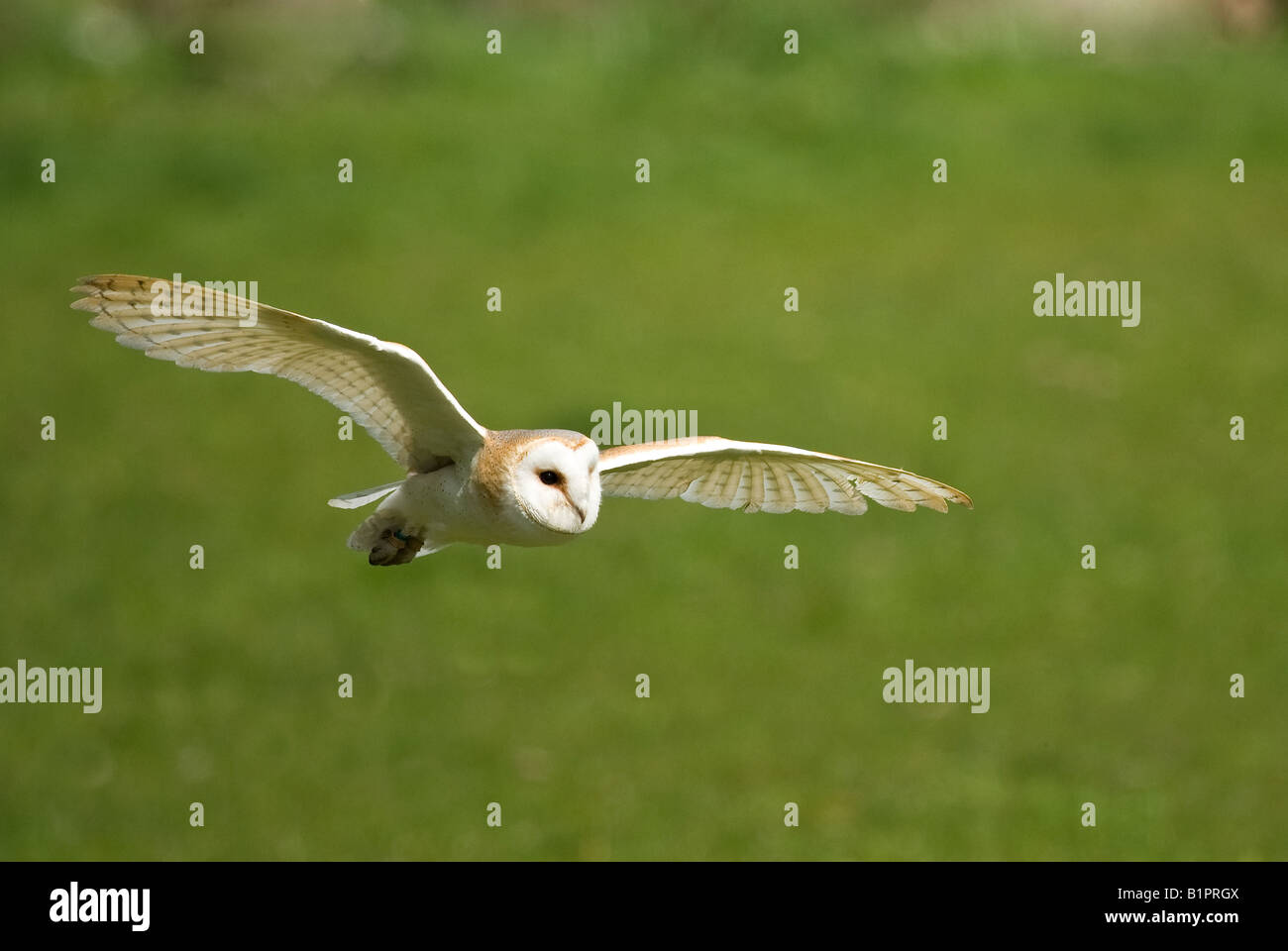 Barn Owl in flight Stock Photo - Alamy
