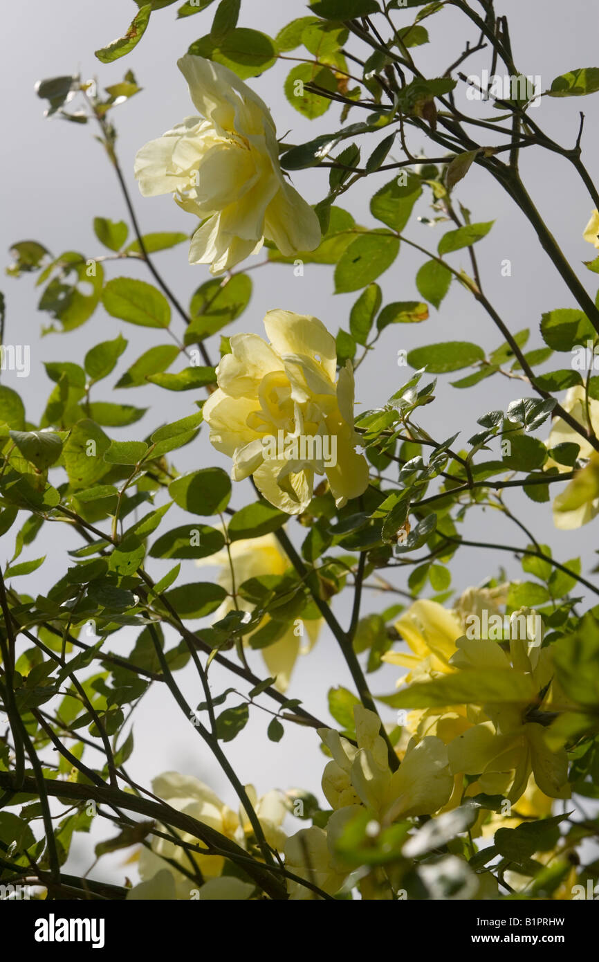 Yellow rose growing through the branches of a tree Stock Photo - Alamy