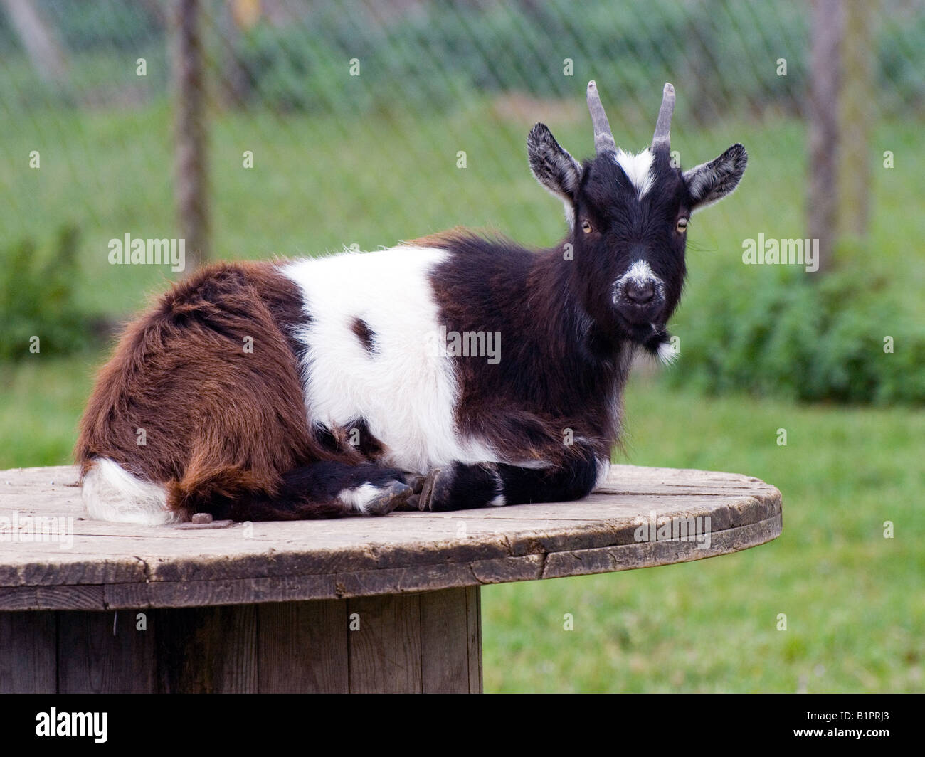 Rare breed of goat hi-res stock photography and images - Alamy