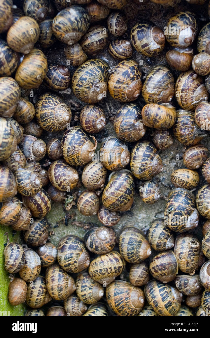 Snails in Asturias region SPAIN Stock Photo - Alamy