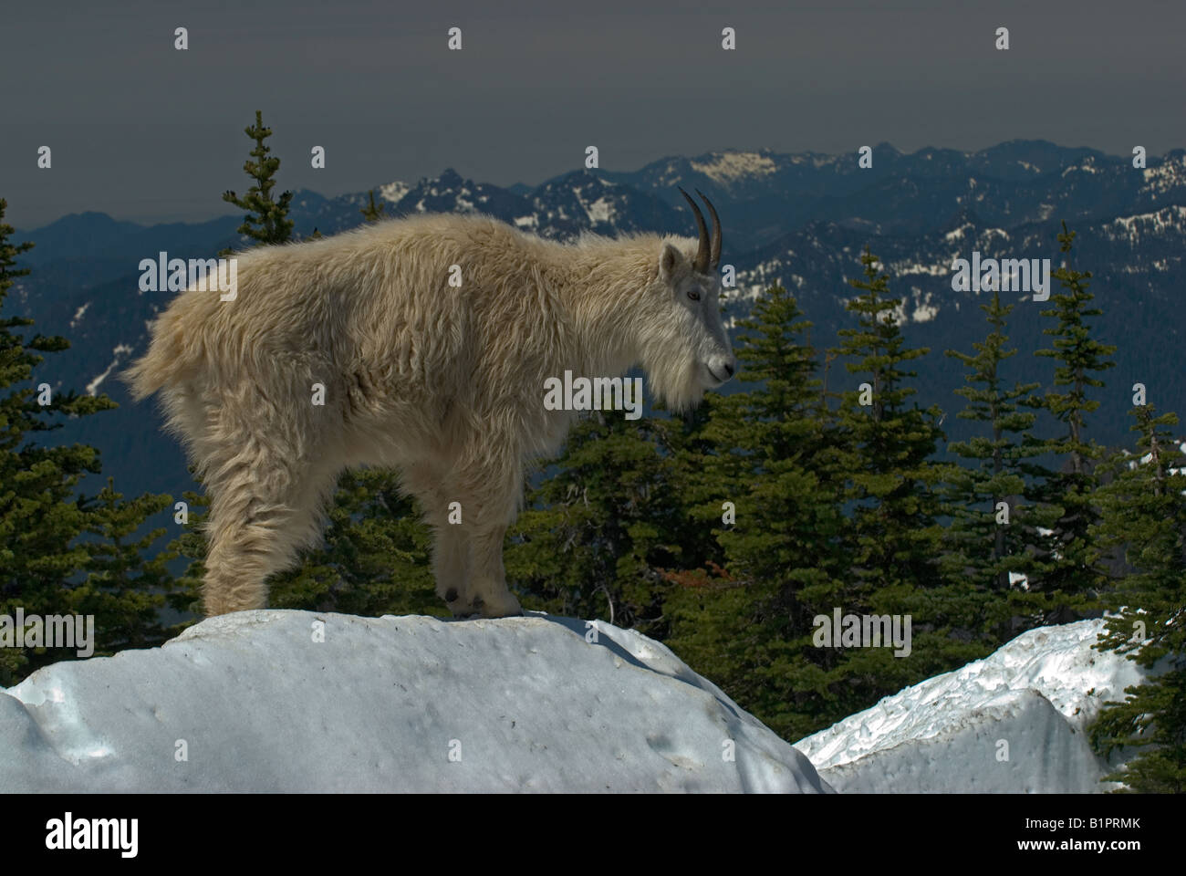 Mountain goat on top of a mountain Stock Photo - Alamy