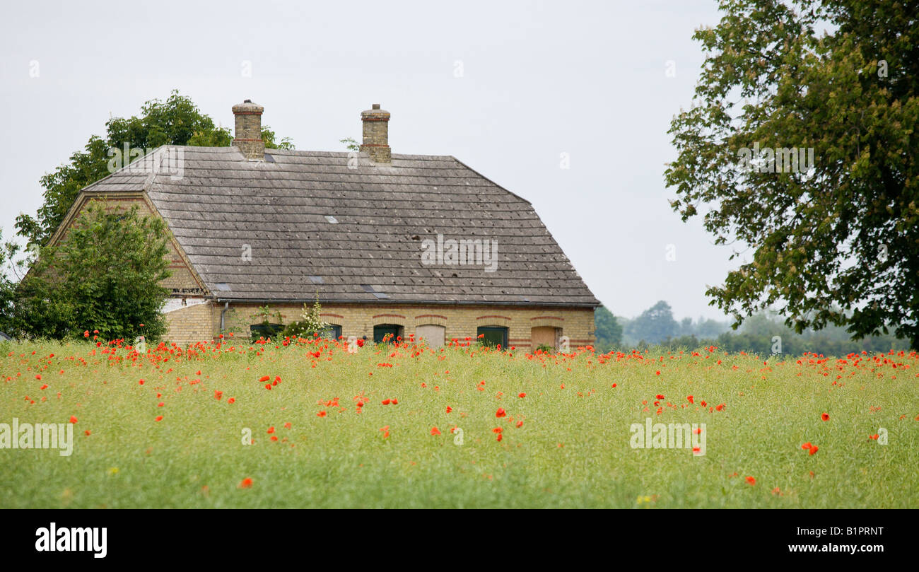 Poppy Field and Thatched Cottage: A spring green field surrounds a ...