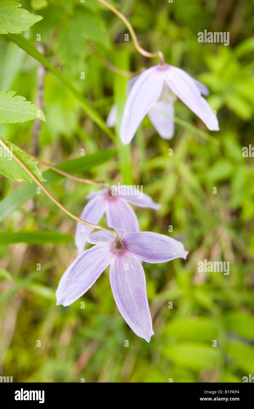 Alpine clematis flower in the Italian dolomites Stock Photo - Alamy