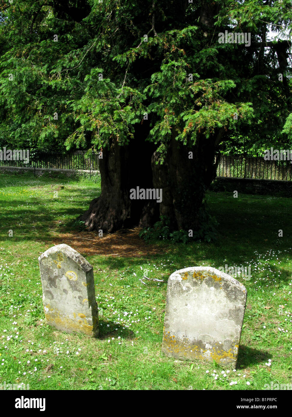 grave stone in front of a yew tree Stock Photo - Alamy