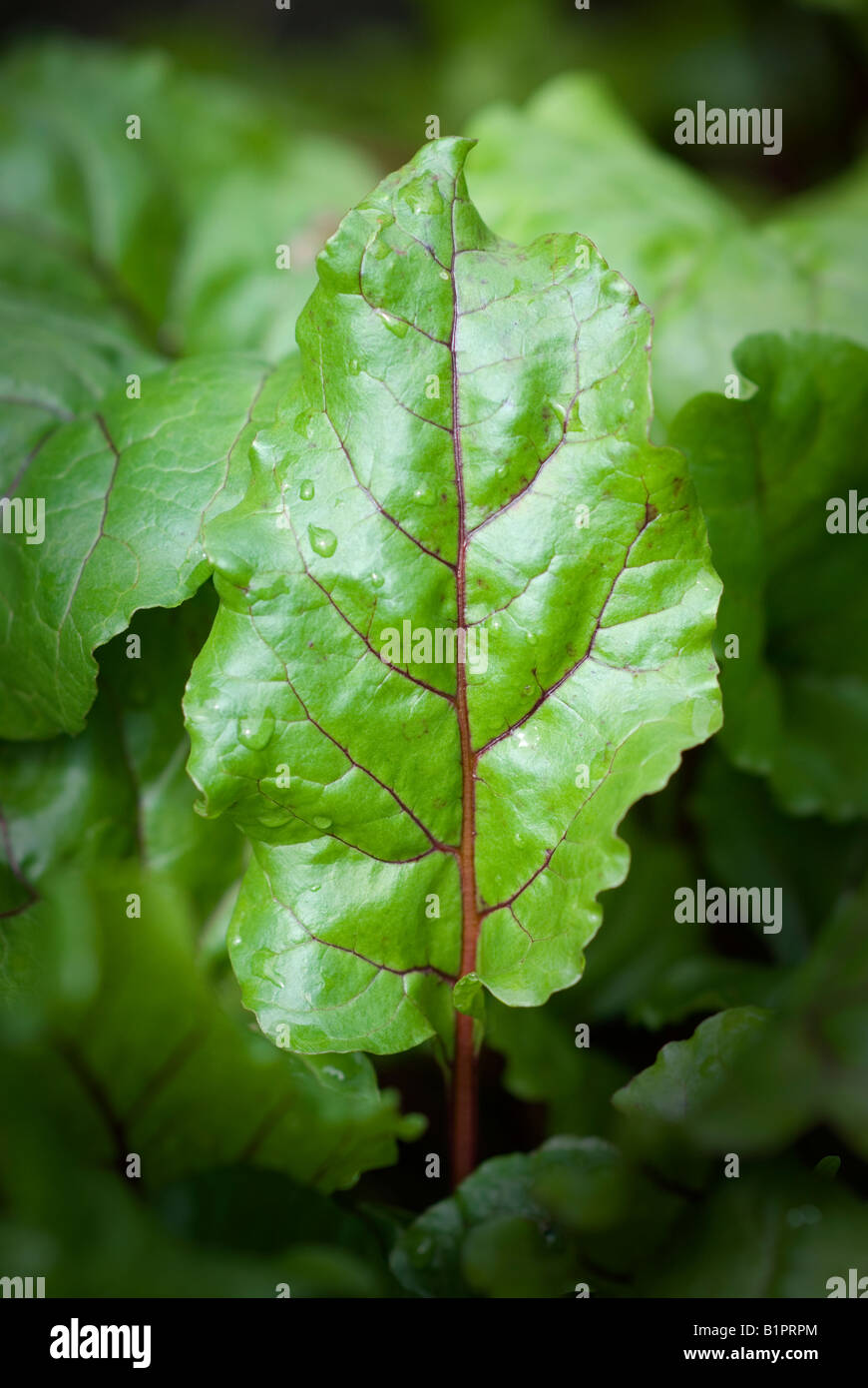 Beetroot leaf hi-res stock photography and images - Alamy
