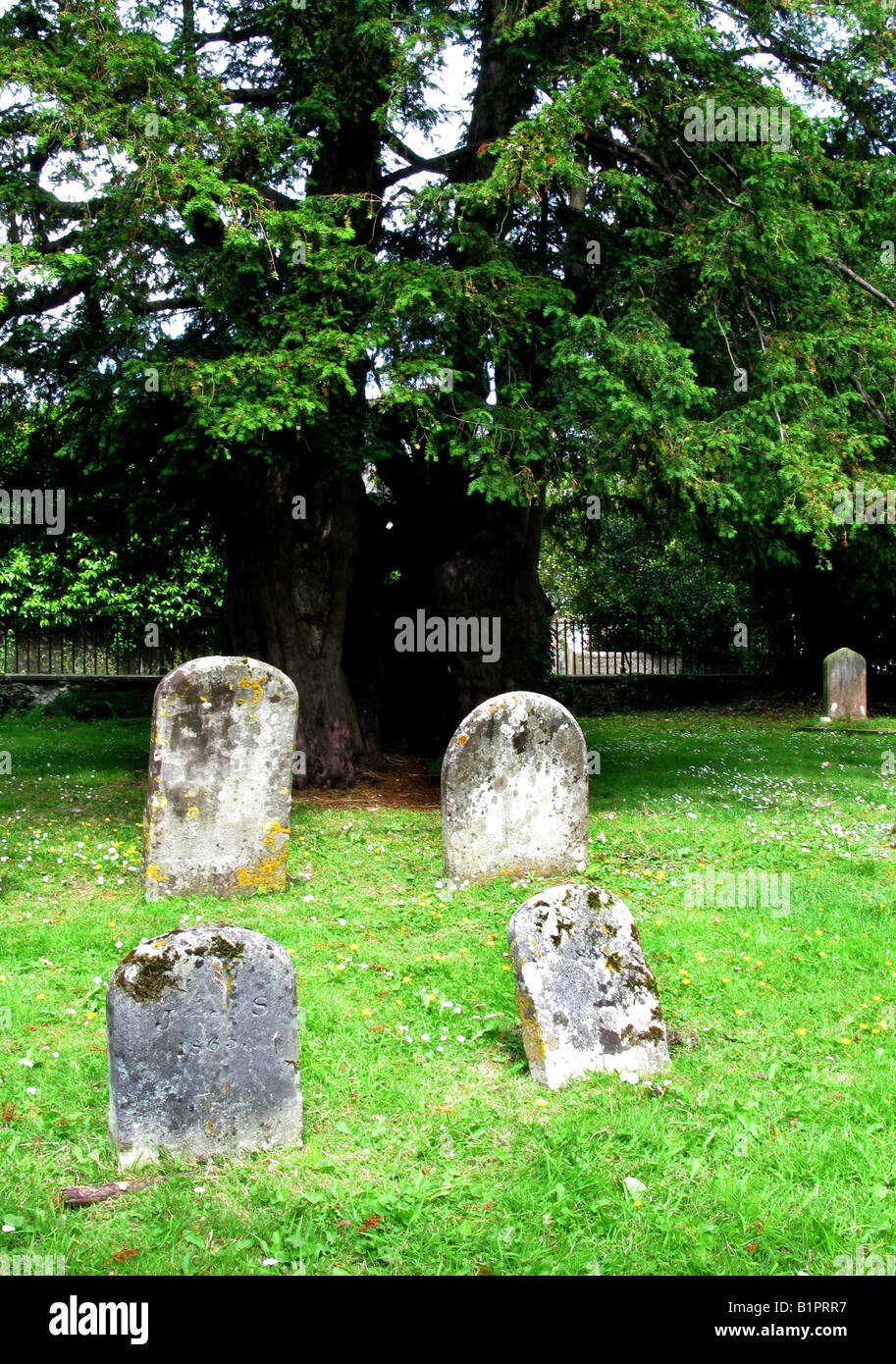 Grave stone tree hi-res stock photography and images - Alamy