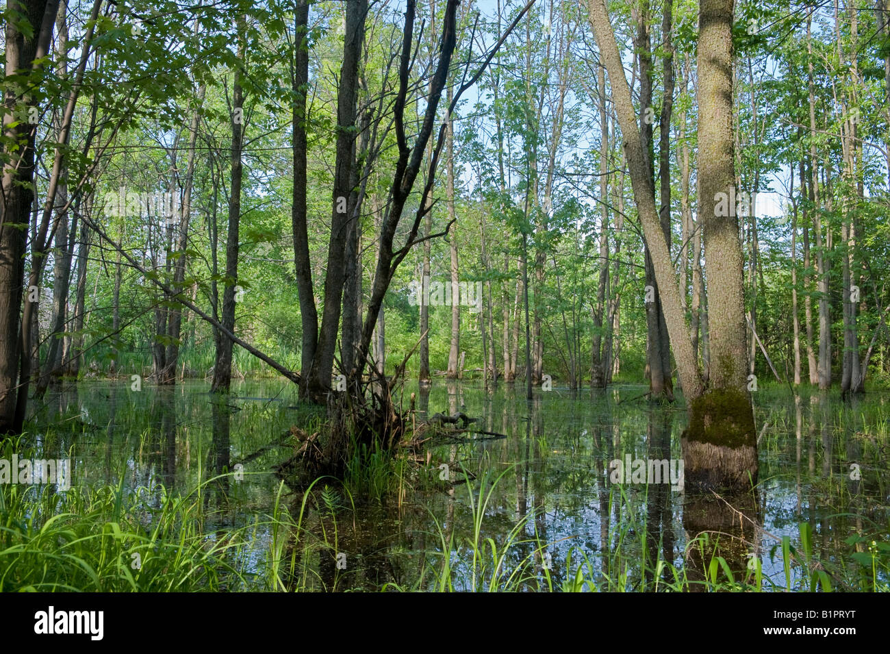 Montreal greenery hi-res stock photography and images - Alamy