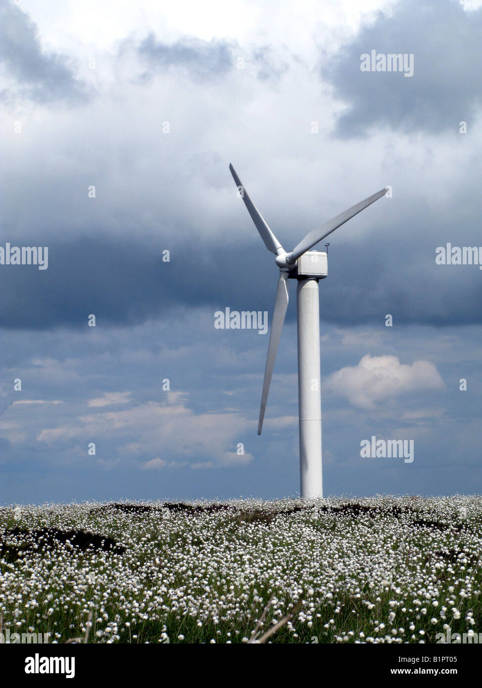 A wind farm in a field of cotton grass Stock Photo - Alamy