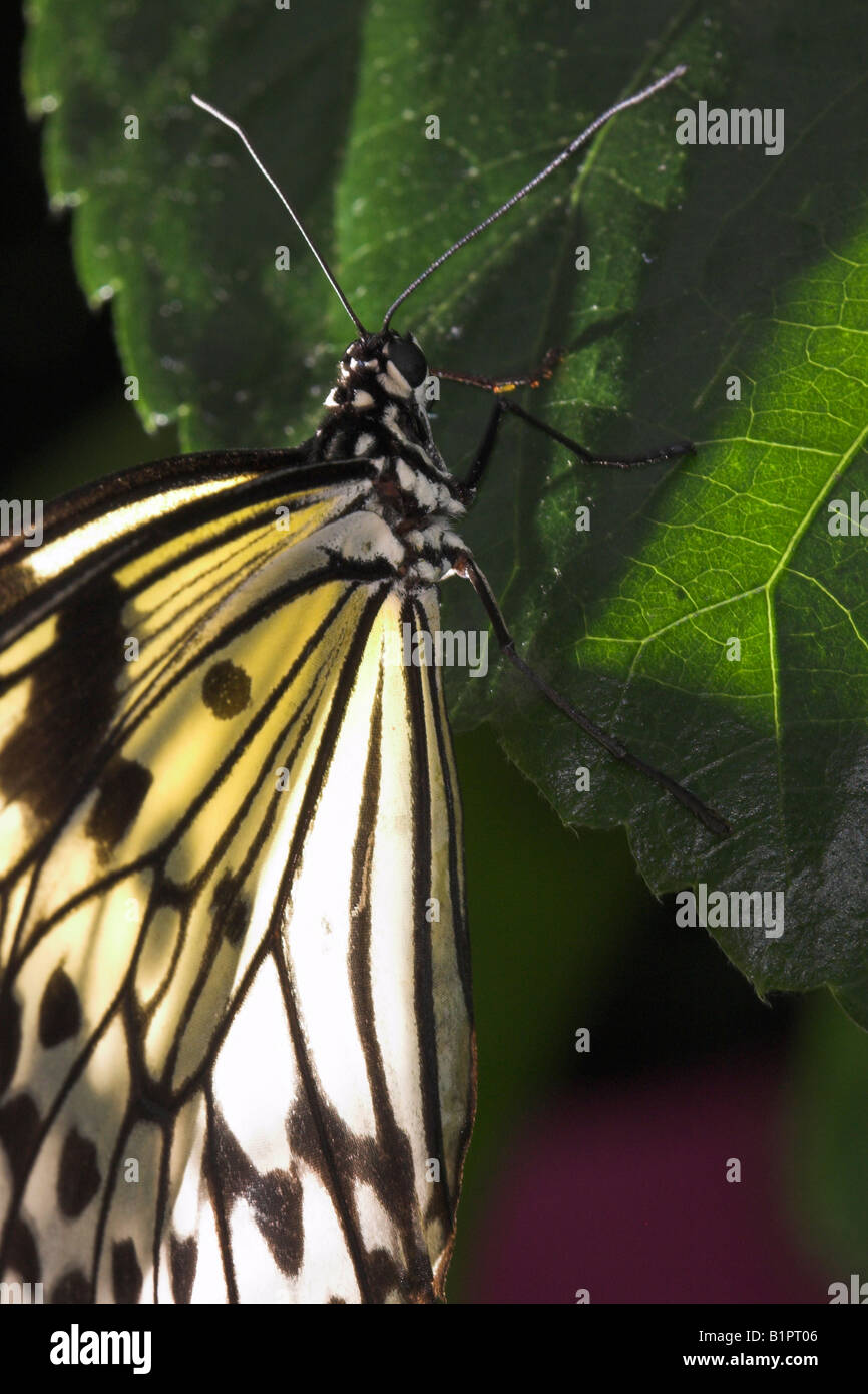 Philippines flying insect small perching closeup macro hi-res stock ...