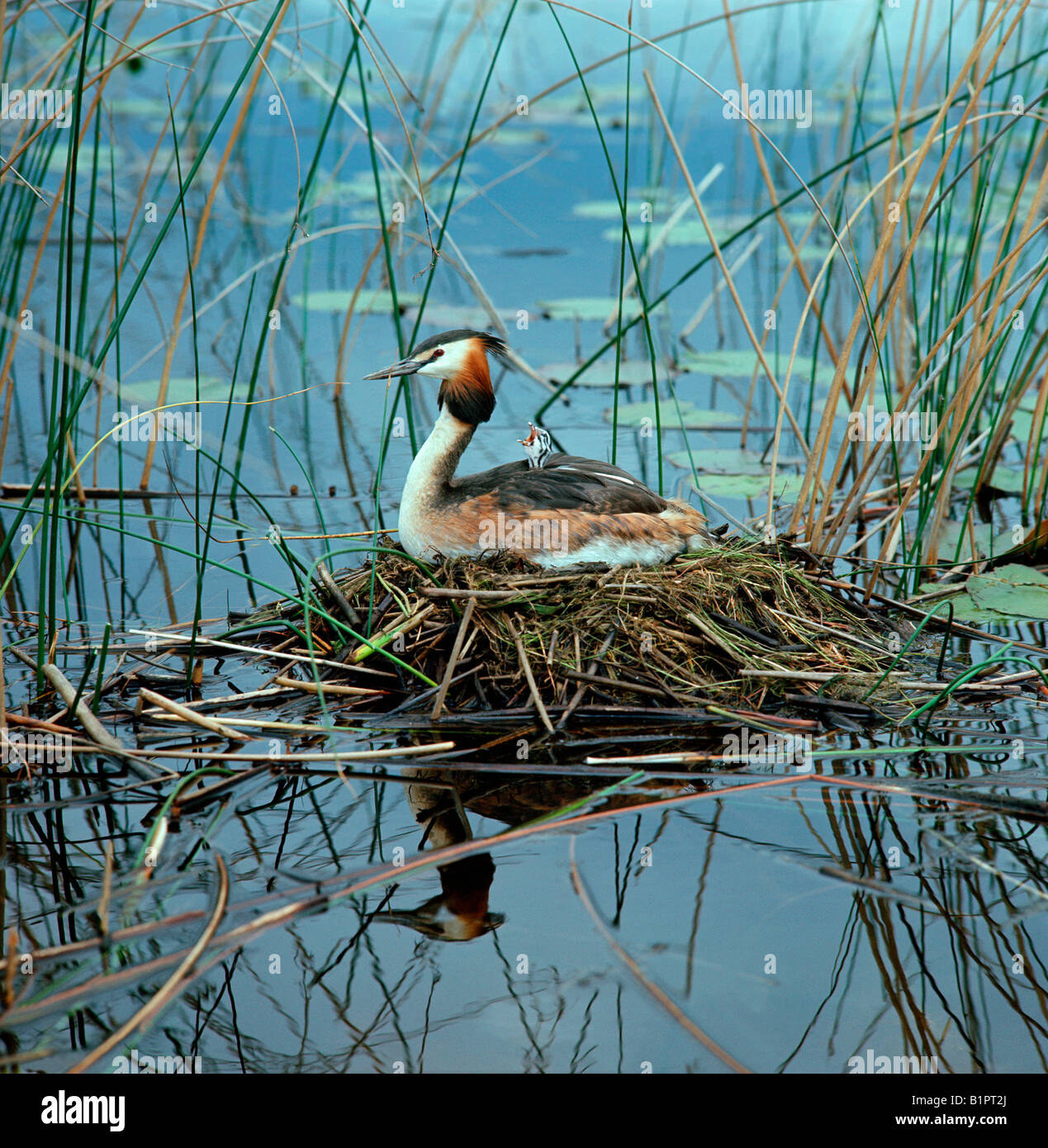 Grebe huppe Haubentaucher Great Crested Grebe Podiceps cristatus on ...