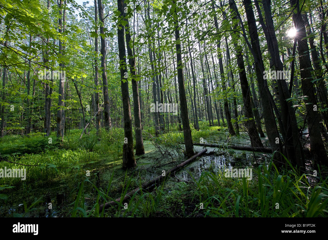 Montreal forest hi-res stock photography and images - Alamy