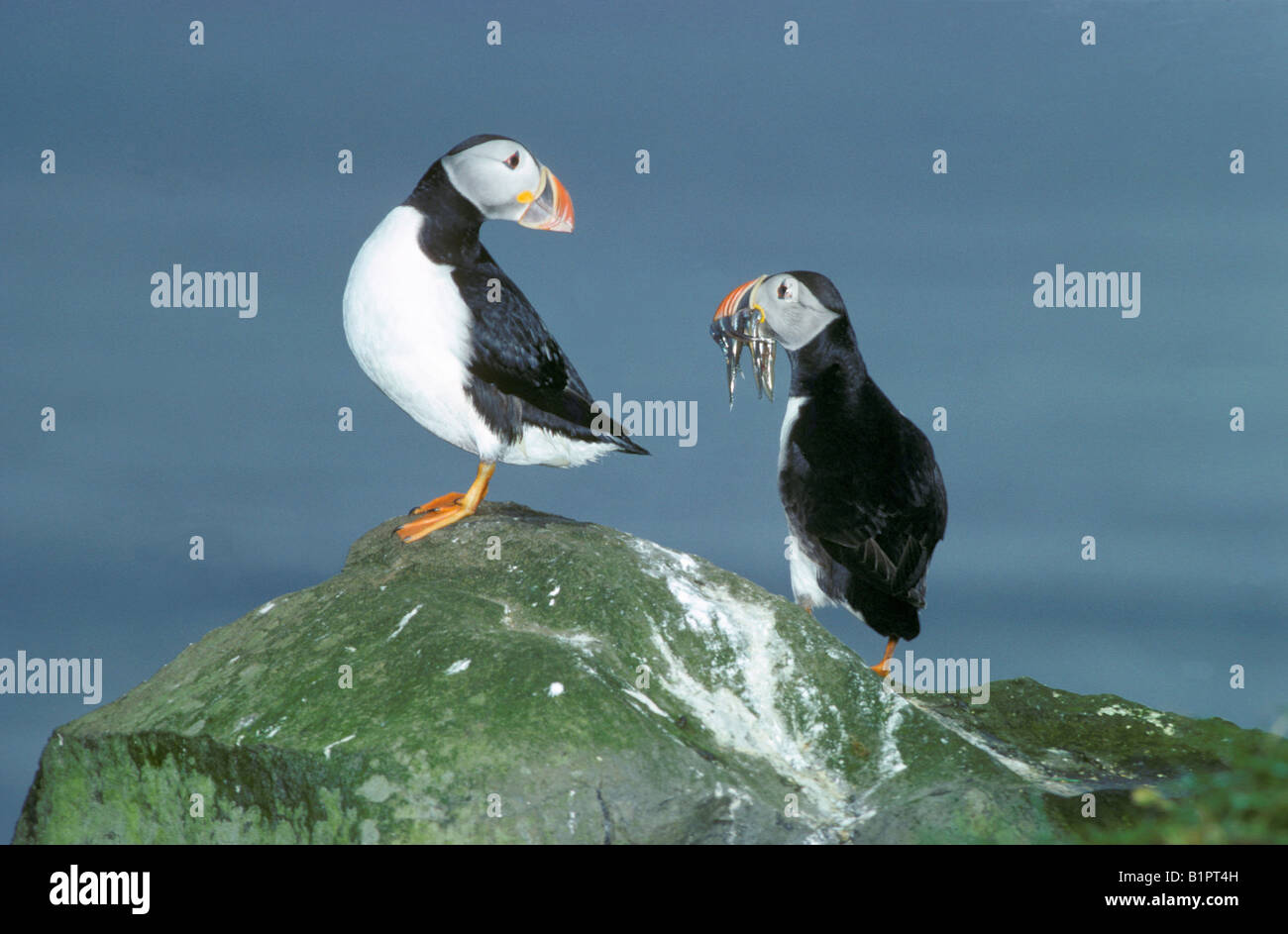 Cyperales order hi-res stock photography and images - Alamy