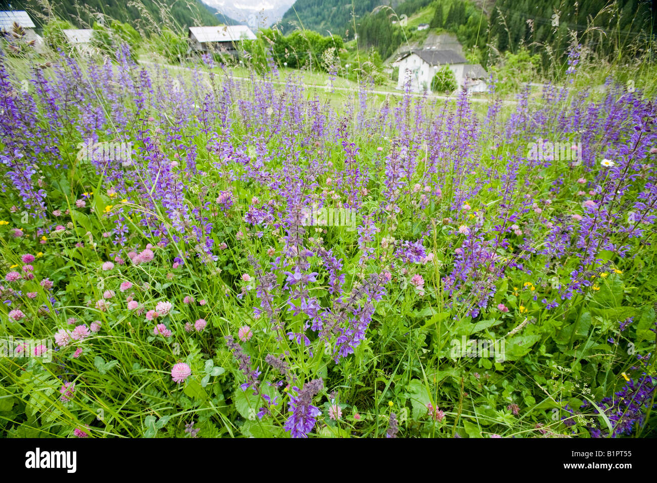 Wild Flowers growing in the Dolomite mountains of Italy Many Alpine ...