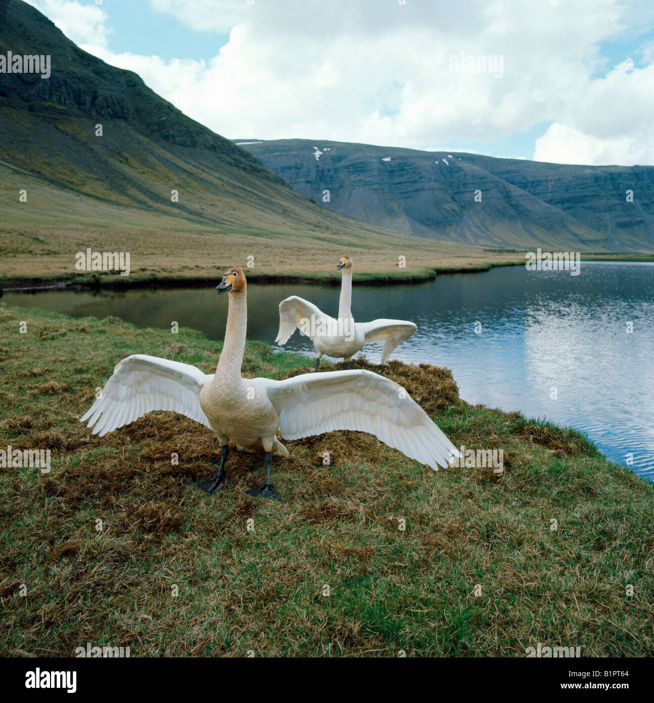 Whooper Swan Cygnus cygnus SWAN IN DEFENSIVE POSTURE Anatidae animal ...