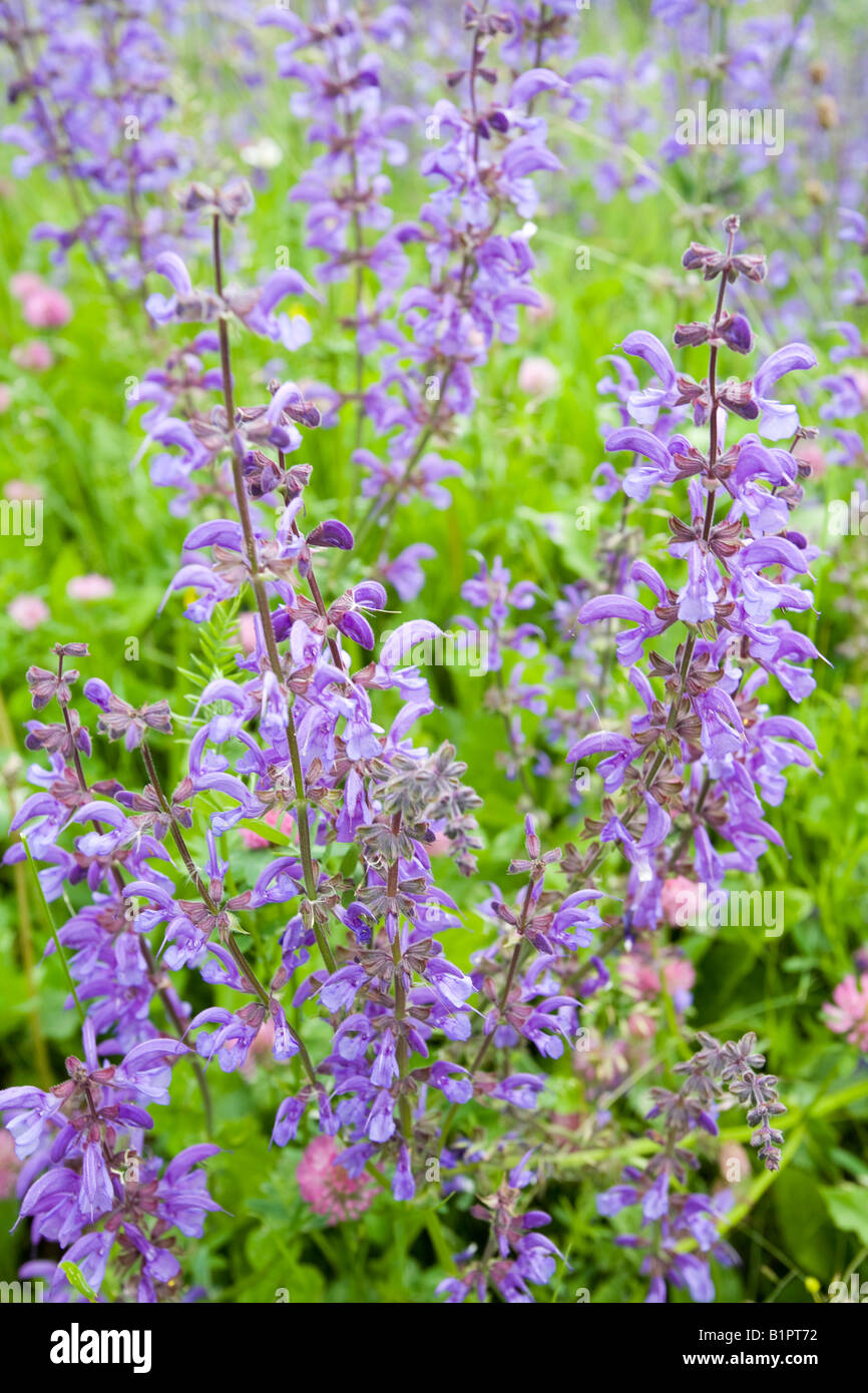 Wild Flowers growing in the Dolomite mountains of Italy Many Alpine ...