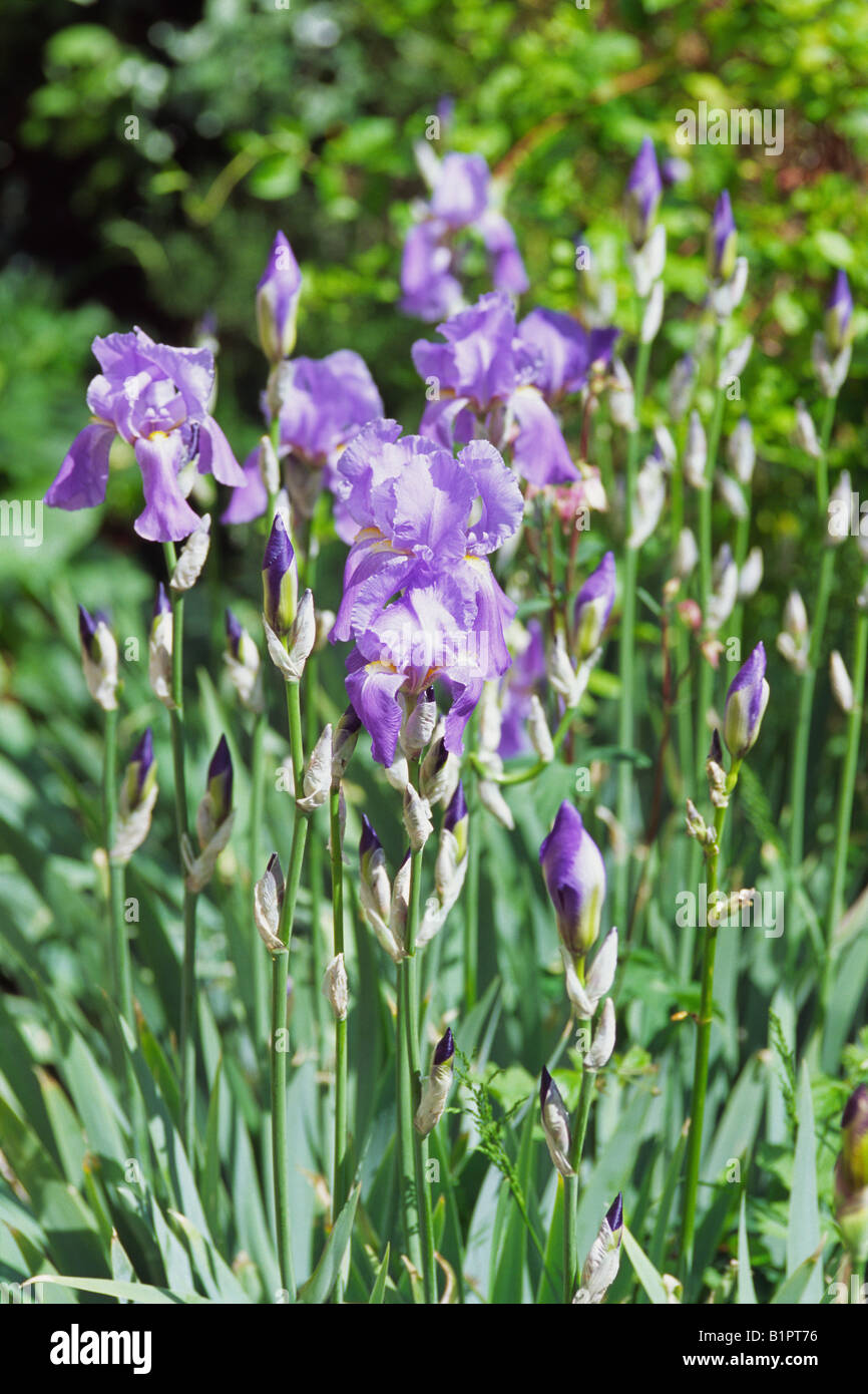 Group of Iris Flowers and Buds in Garden Stock Photo - Alamy