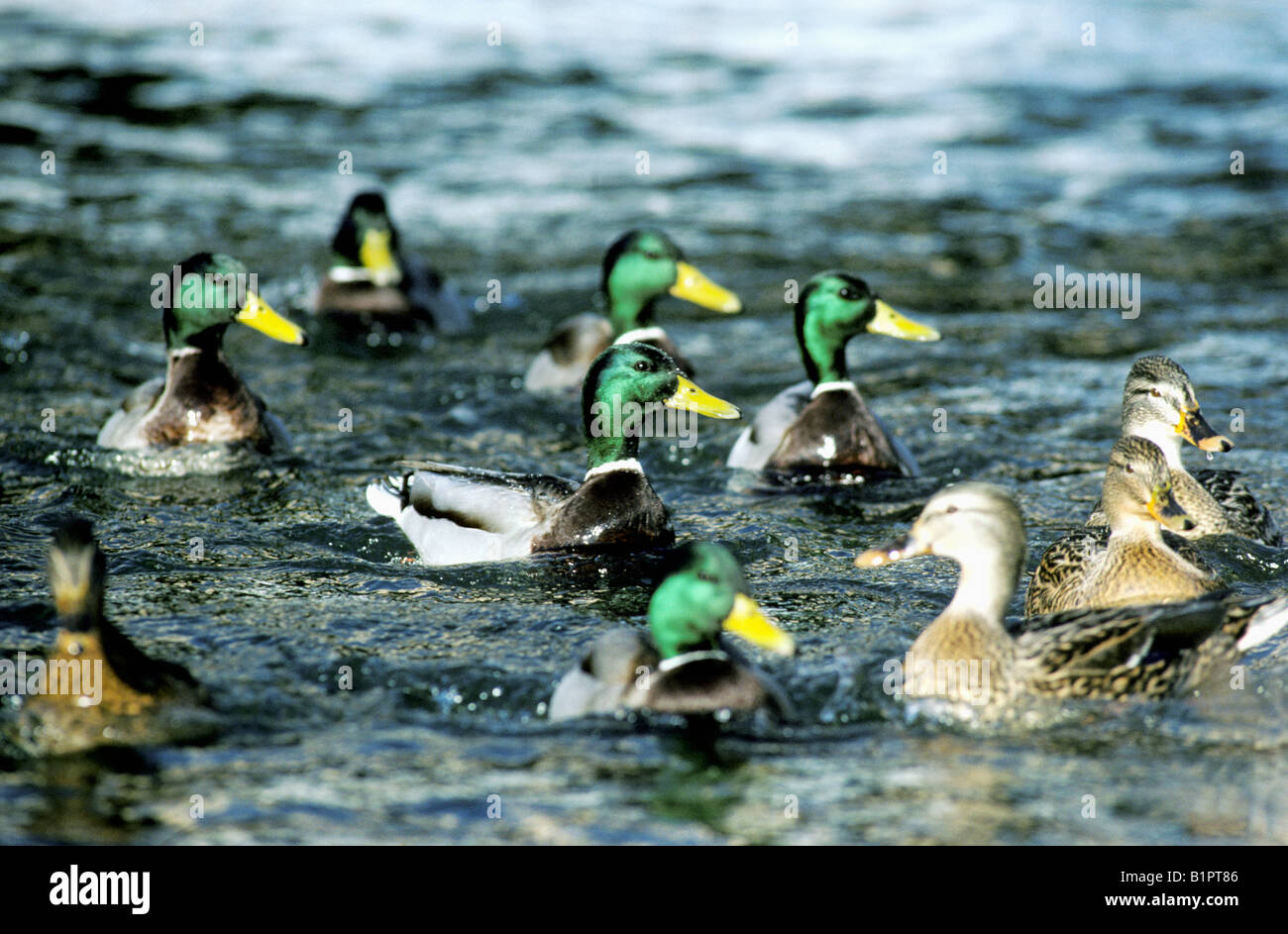 canard colvert Mallard Duck Anas platyrhynchos Anatidae animals ...