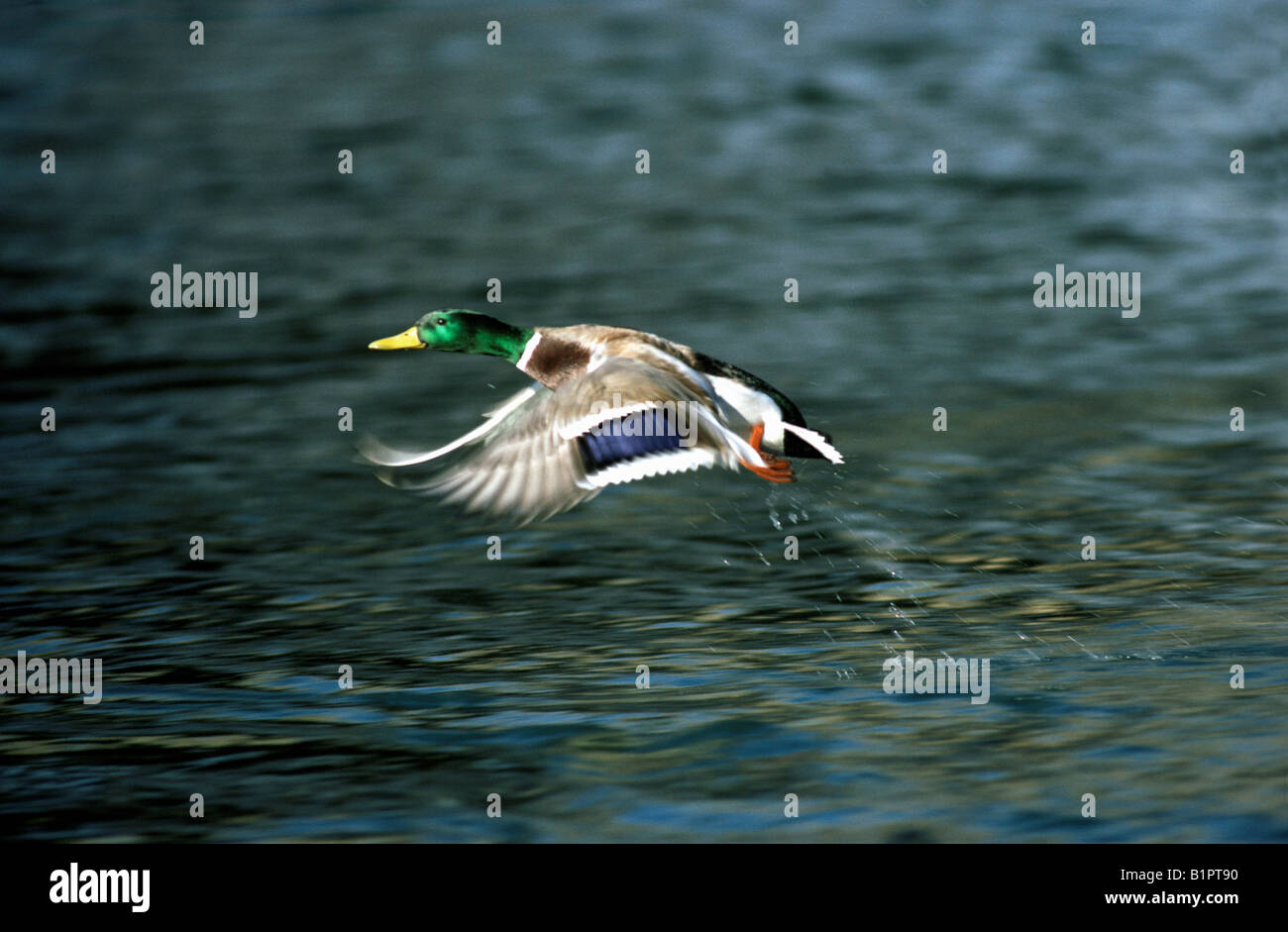 canard colvert Mallard Duck Anas platyrhynchos Anatidae animals ...
