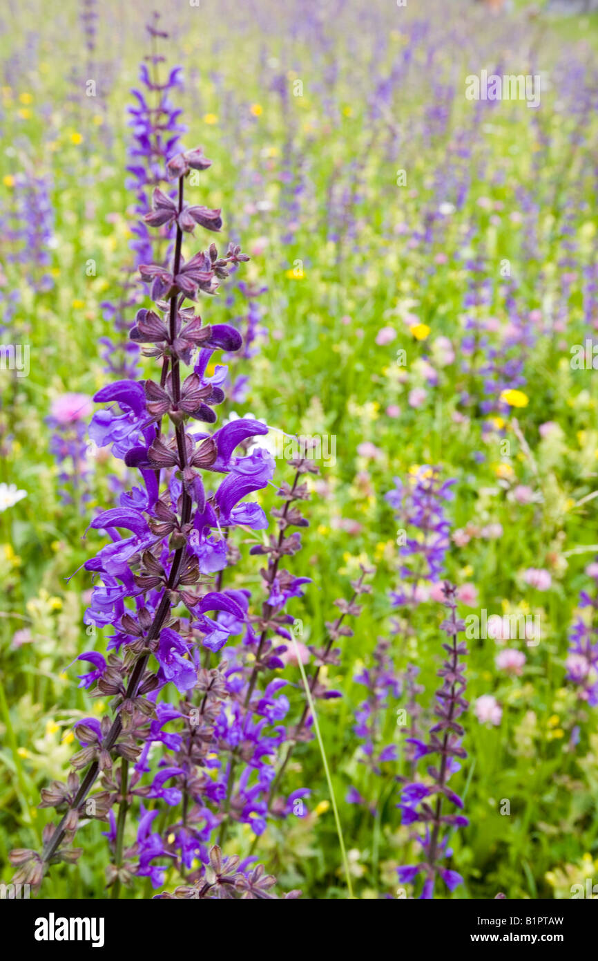 Wild Flowers growing in the Dolomite mountains of Italy Many Alpine ...