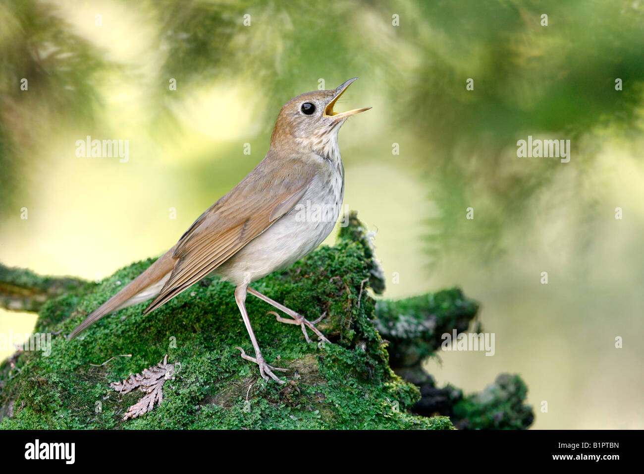 Singing veery hi-res stock photography and images - Alamy