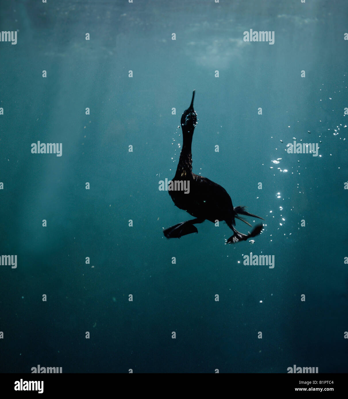 grand cormoran Great Cormorant Phalacrocorax carbo fishing under water ...