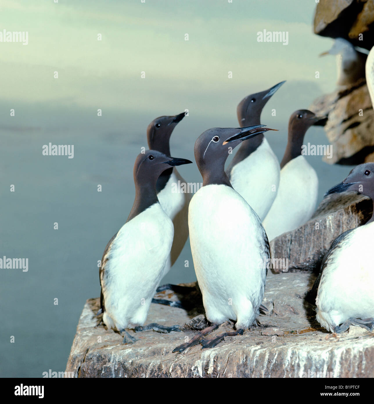 Guillemot de troi hi-res stock photography and images - Alamy