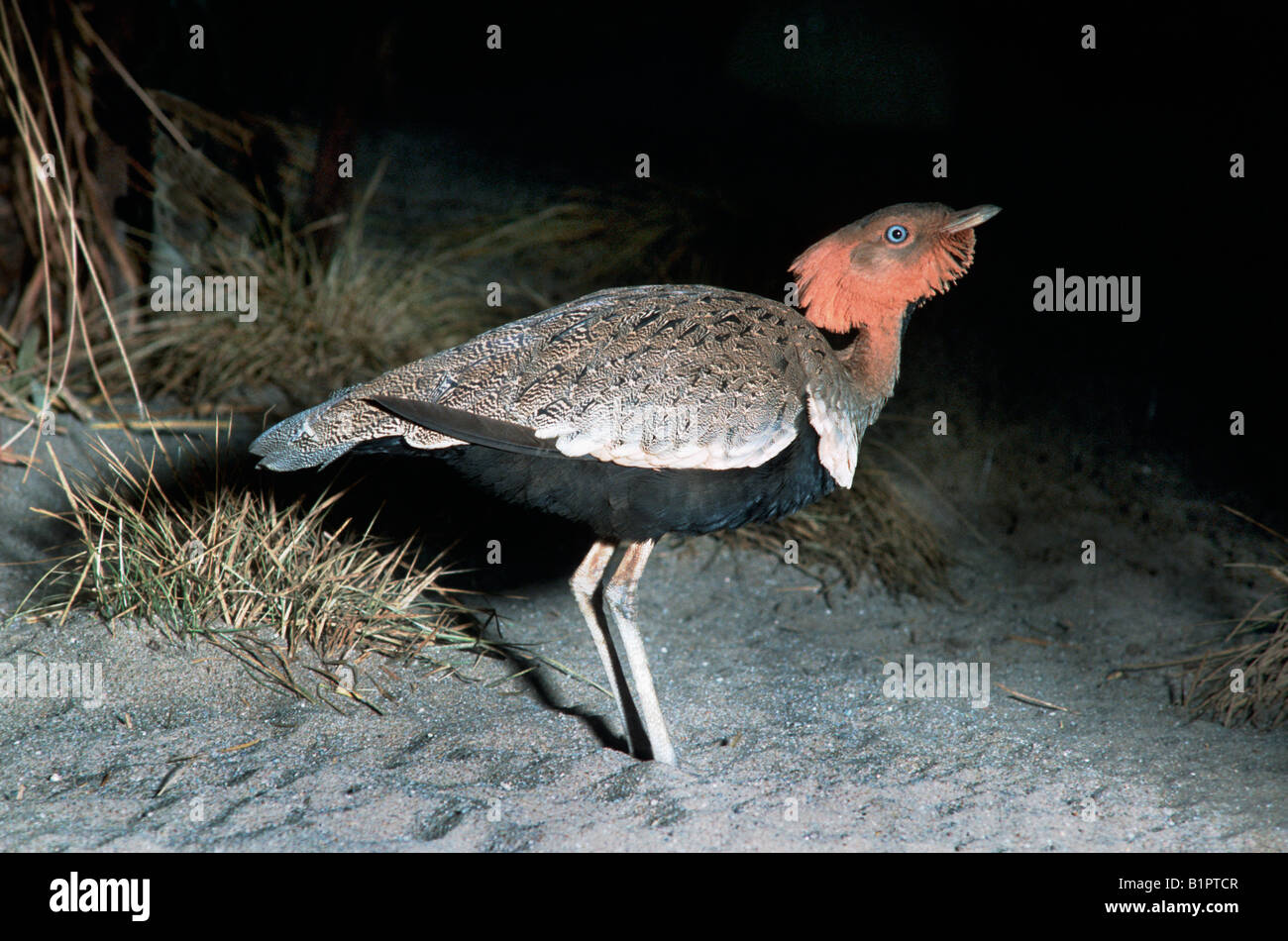 Outarde de Savile Eupodotis savilei Savile s Bustard The Savile s ...