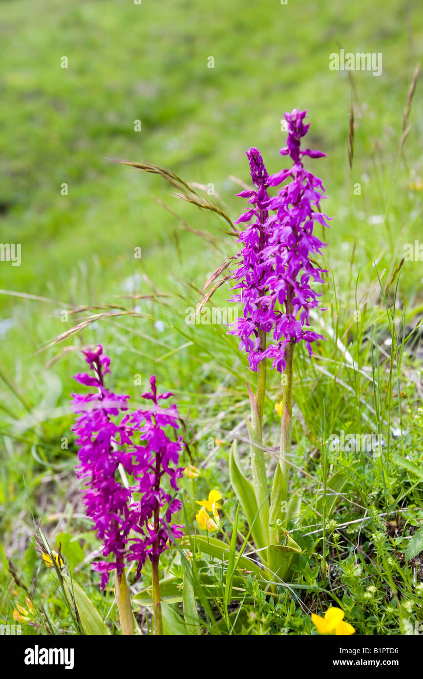 Orchids growing in the Dolomite mountains of Italy Many Alpine flowers ...