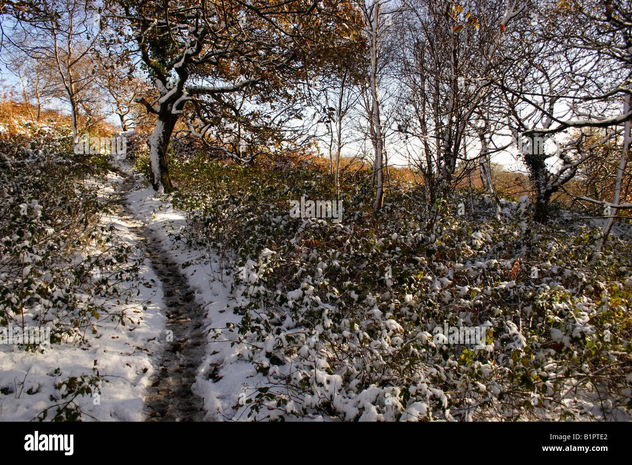 Path Through a Winter Woodland, With Snow On Ground, U.K Stock Photo ...