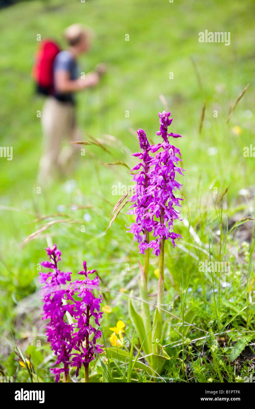 Orchid in an alpine field hi-res stock photography and images - Alamy