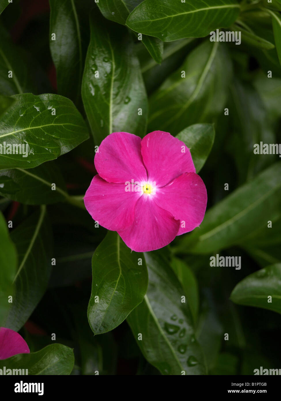 Pink Round Flower High Resolution Stock Photography and Images - Alamy