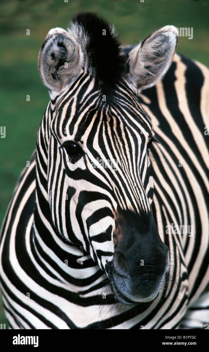 Ken kenya kenyan hi-res stock photography and images - Alamy