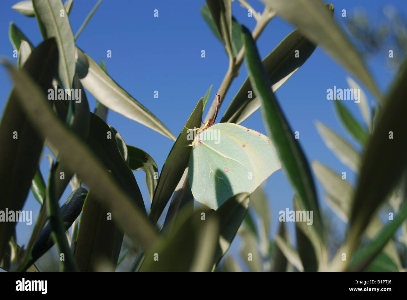 Pierid butterfly hi-res stock photography and images - Alamy