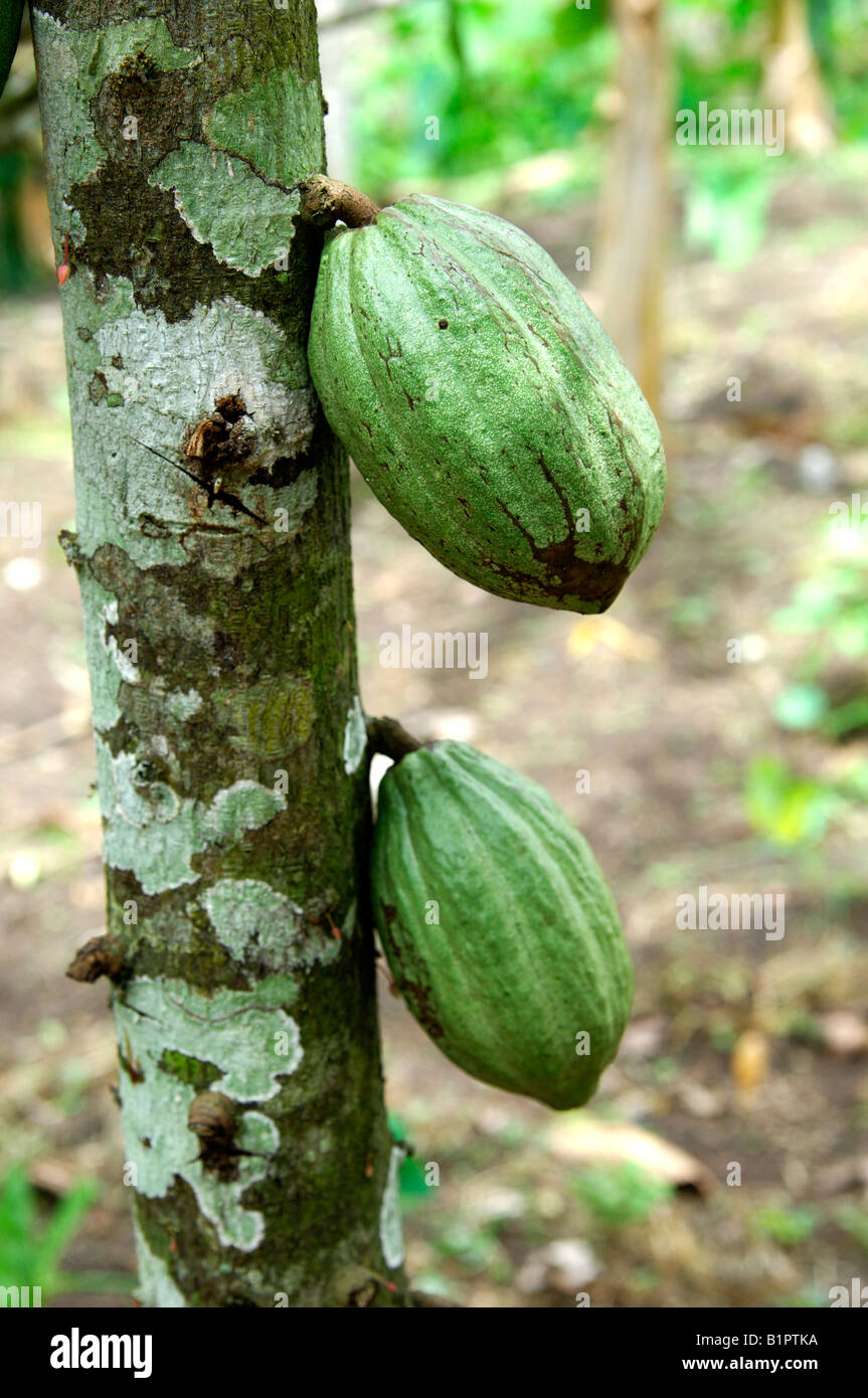 Unripe cocoa pod, Theobroma cacao, the Fruit of Gods, Mampong, Ghana ...