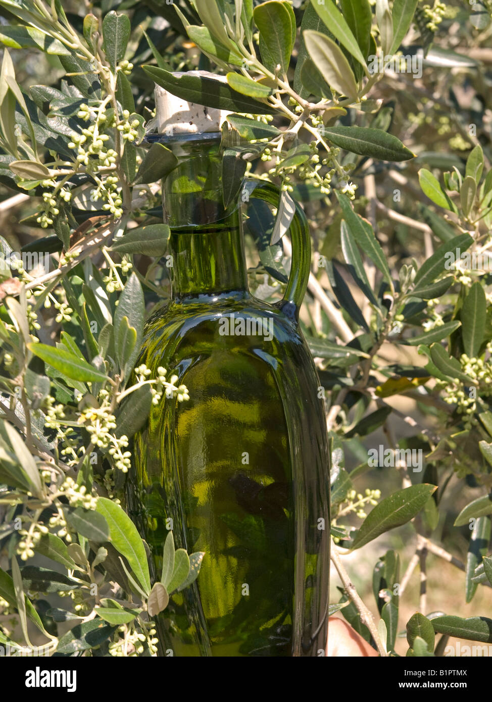 green bottle filled with olive oil on gray stones in branches of ...