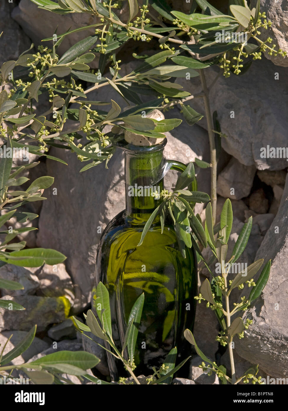 green bottle filled with olive oil on gray stones in branches of ...