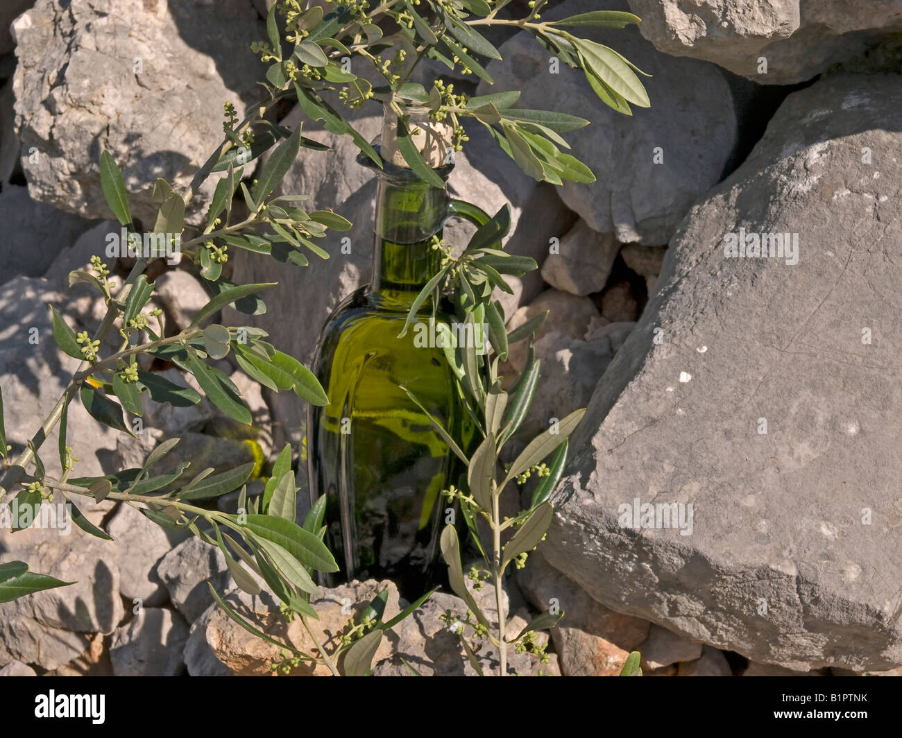 green bottle filled with olive oil on gray stones in branches of ...