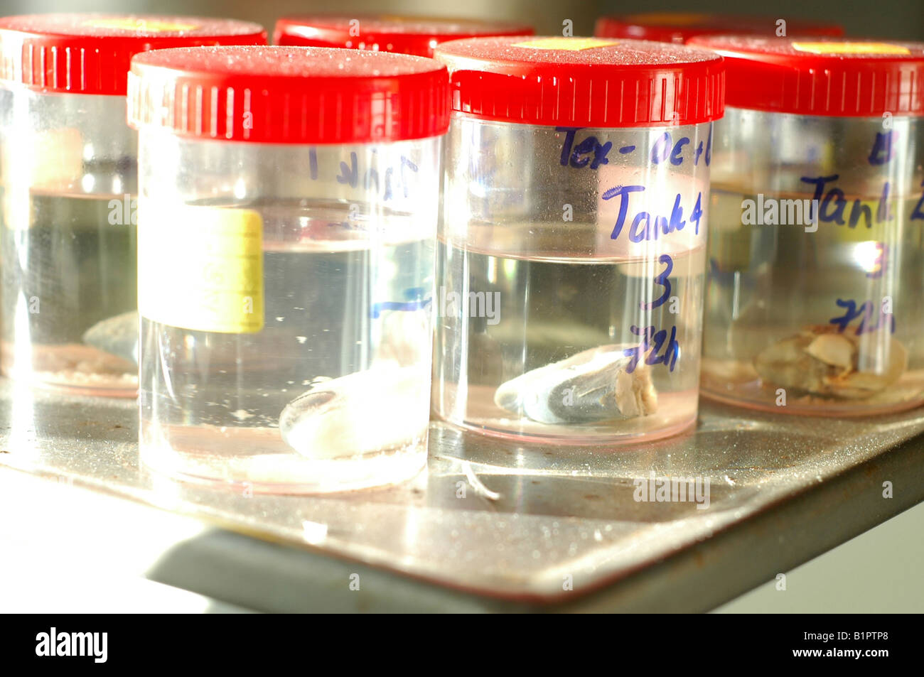 A shot of a group of chemical jars and containers in a laboratory ...