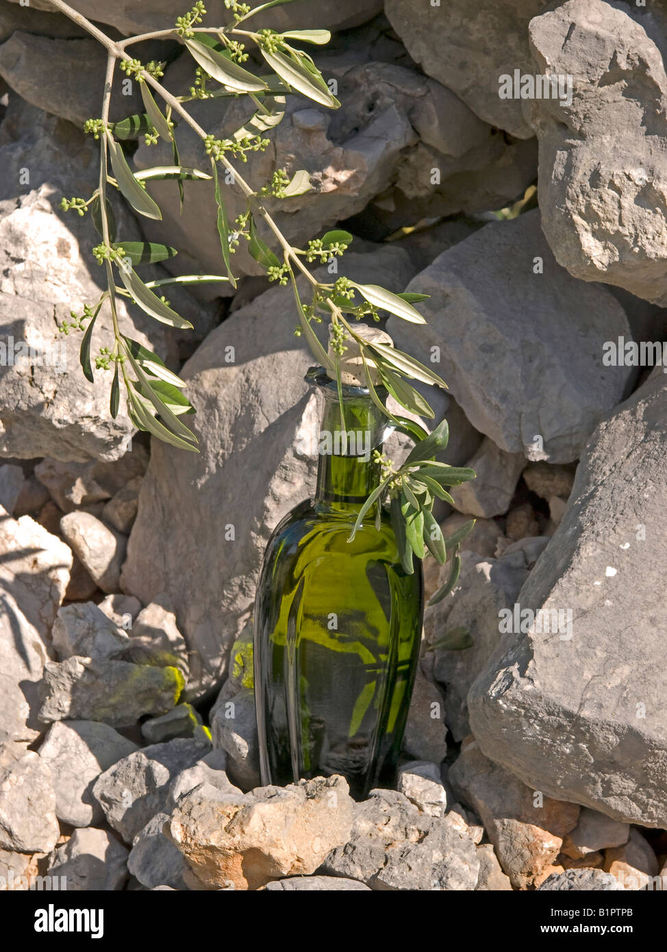 green bottle filled with olive oil on gray stones in branches of ...