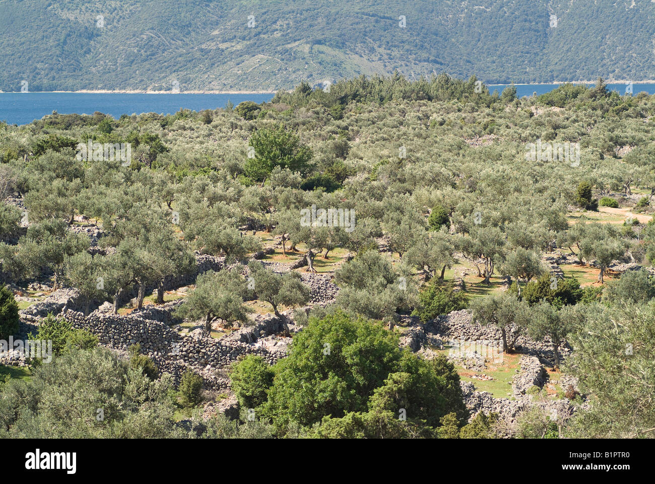 Terraces olive trees hi-res stock photography and images - Alamy