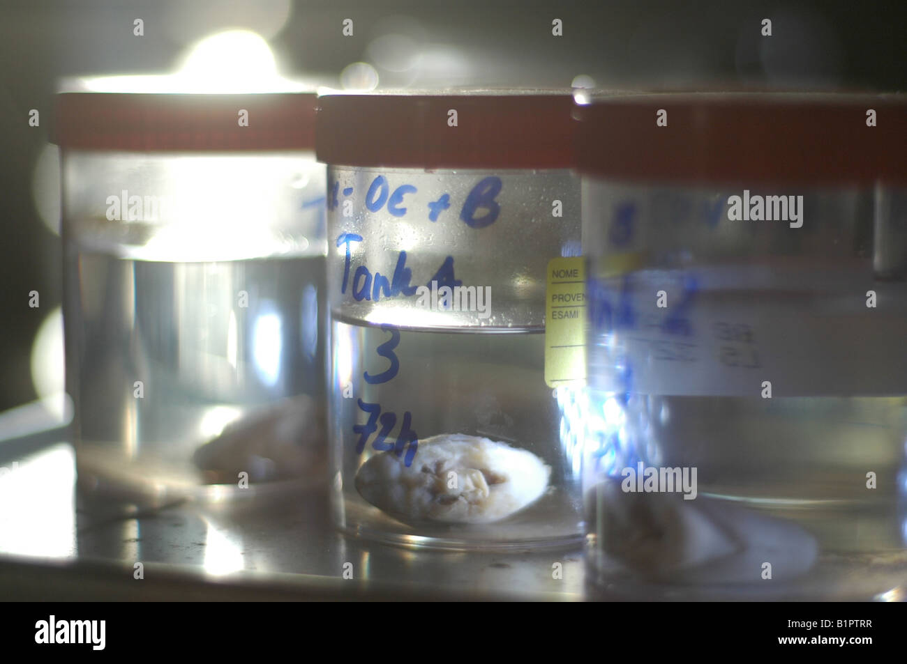A shot of a group of chemical jars and containers in a laboratory ...