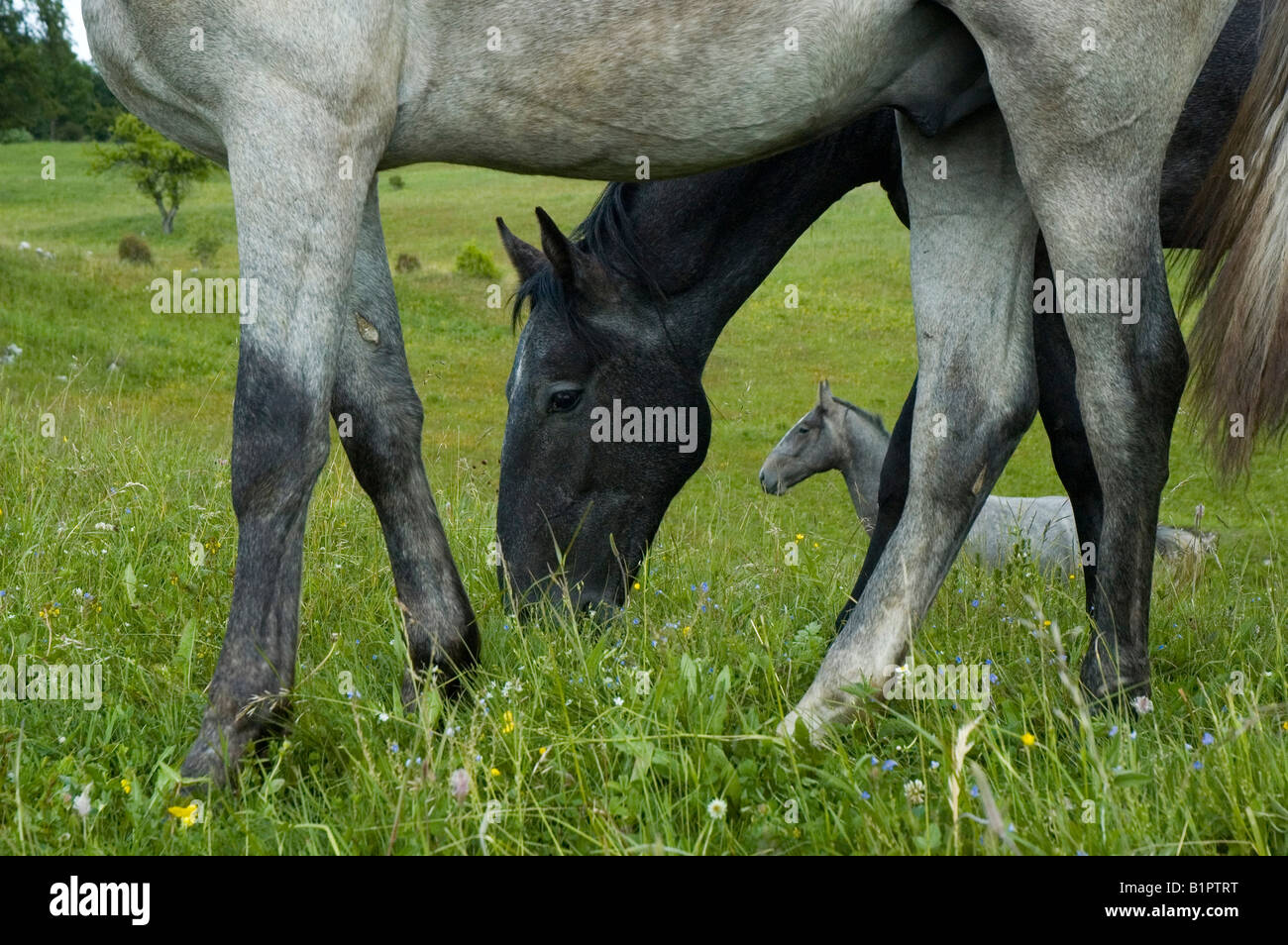 Parque nacional de bükk hi-res stock photography and images - Alamy