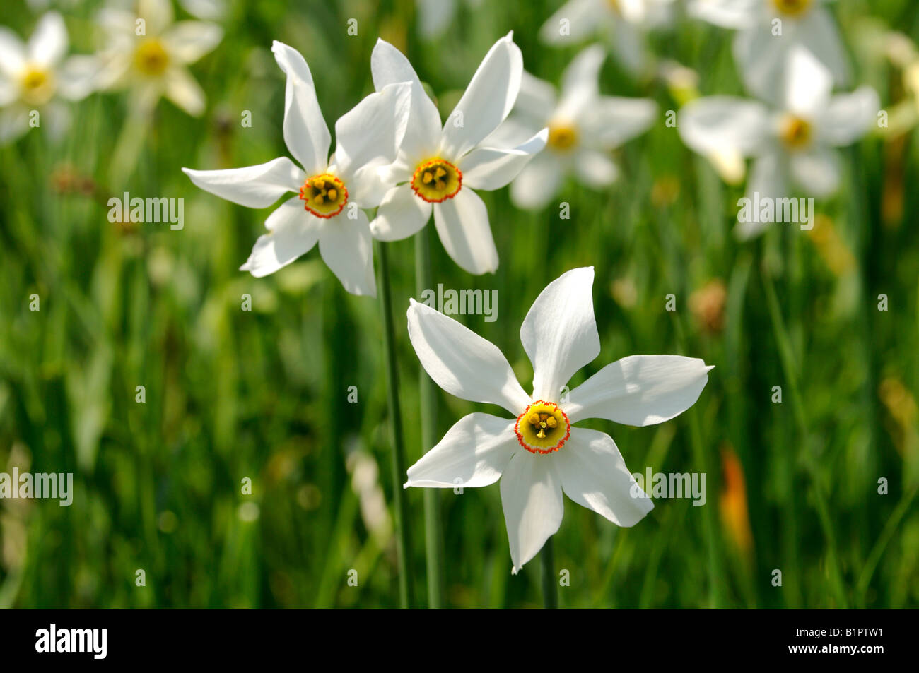 Plants wildplants hi-res stock photography and images - Alamy
